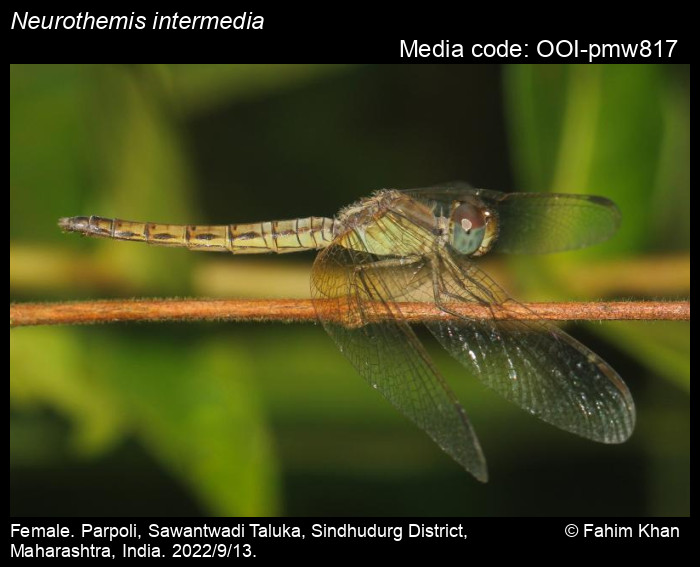 Neurothemis intermedia Rambur, 1842 - | Odonata